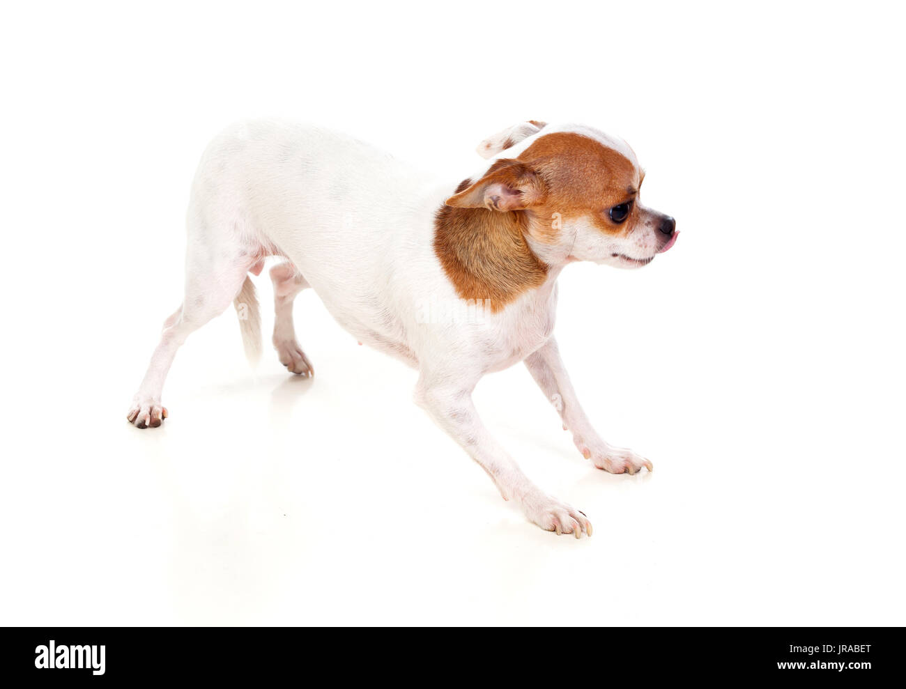 Beautiful small dog isolated on a white background Stock Photo - Alamy