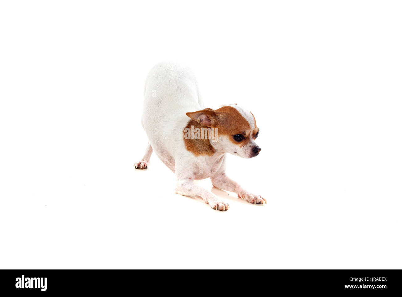 Beautiful small dog isolated on a white background Stock Photo - Alamy