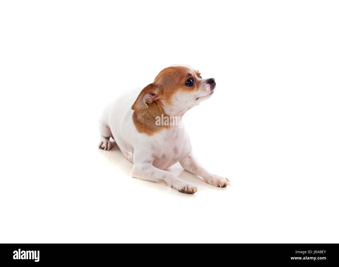 Beautiful small dog isolated on a white background Stock Photo - Alamy