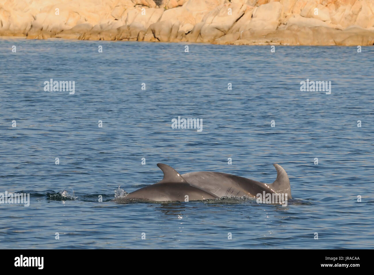Bottlenose dolphin (Tursiops truncatus), Oristano gulf, Sardinia, Italy ...
