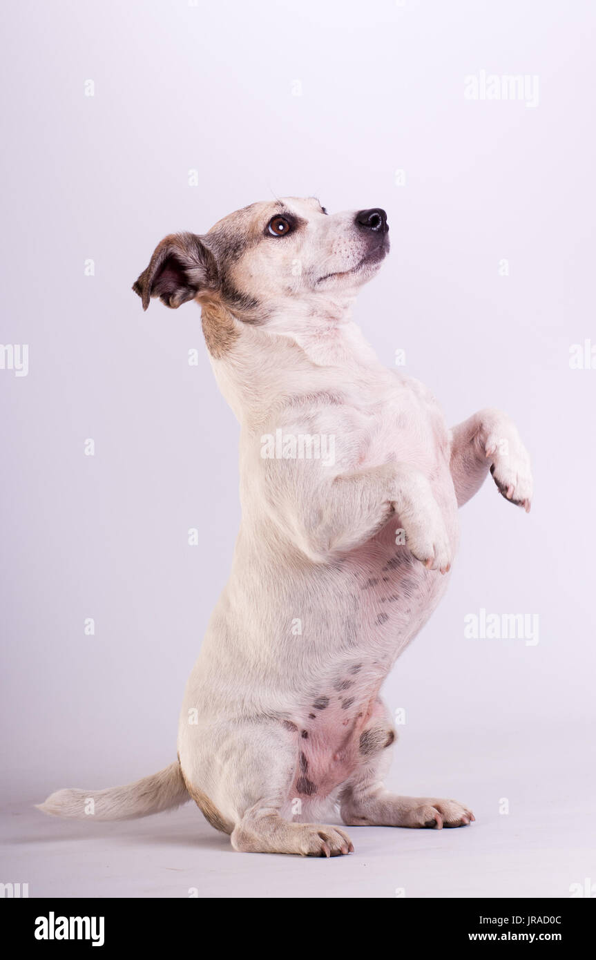 Trick training of Jack Russell Terrier at studio on white Stock Photo ...