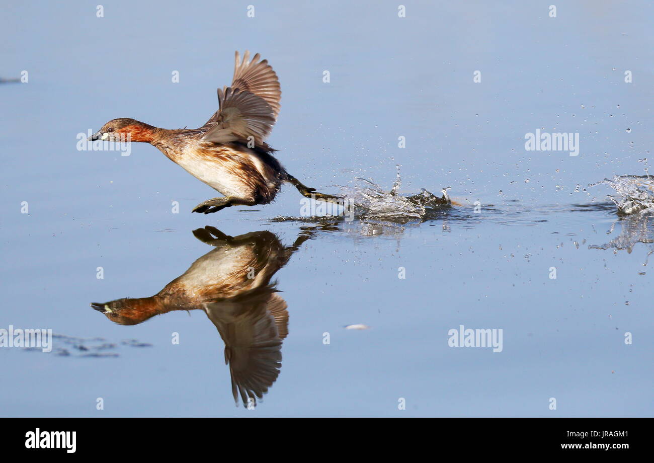 Little Grebe running on water surface to take off Stock Photo - Alamy