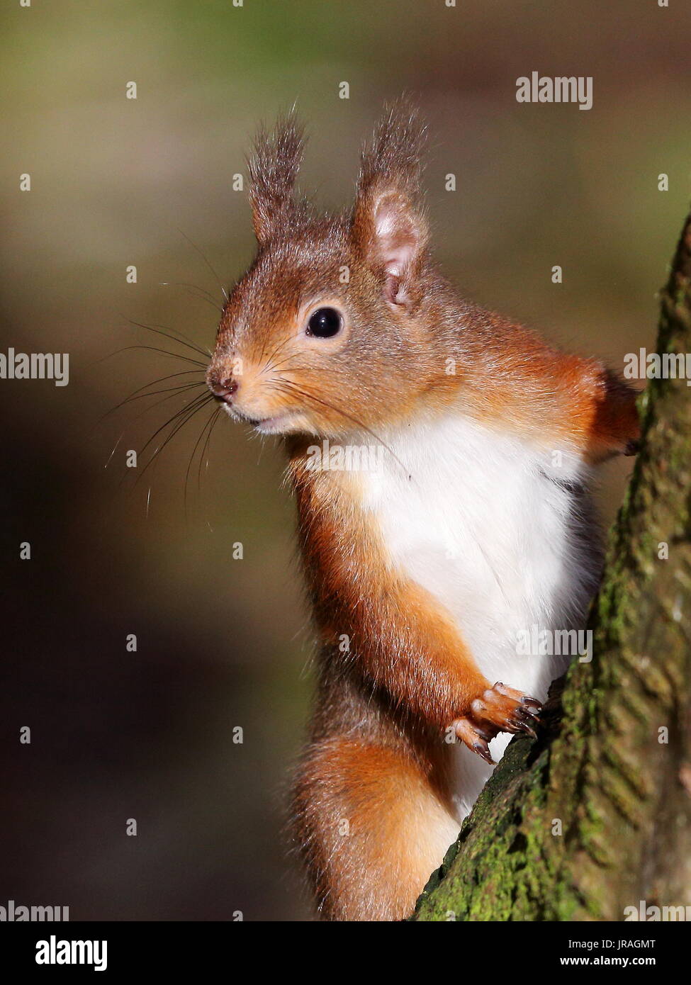 Red Squirrel Drey High Resolution Stock Photography and Images - Alamy