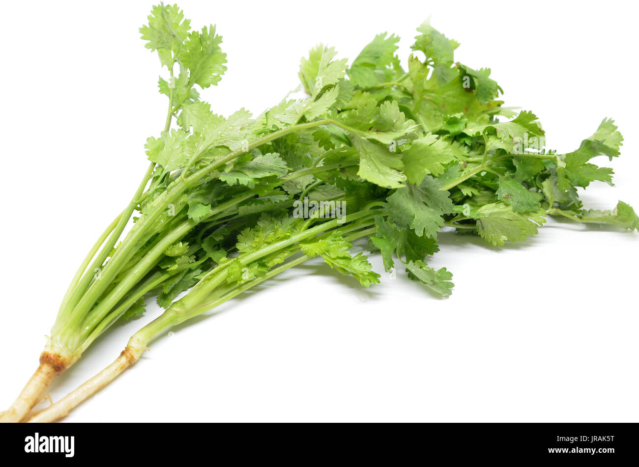 Fresh coriander bunch isolated on white background Stock Photo - Alamy