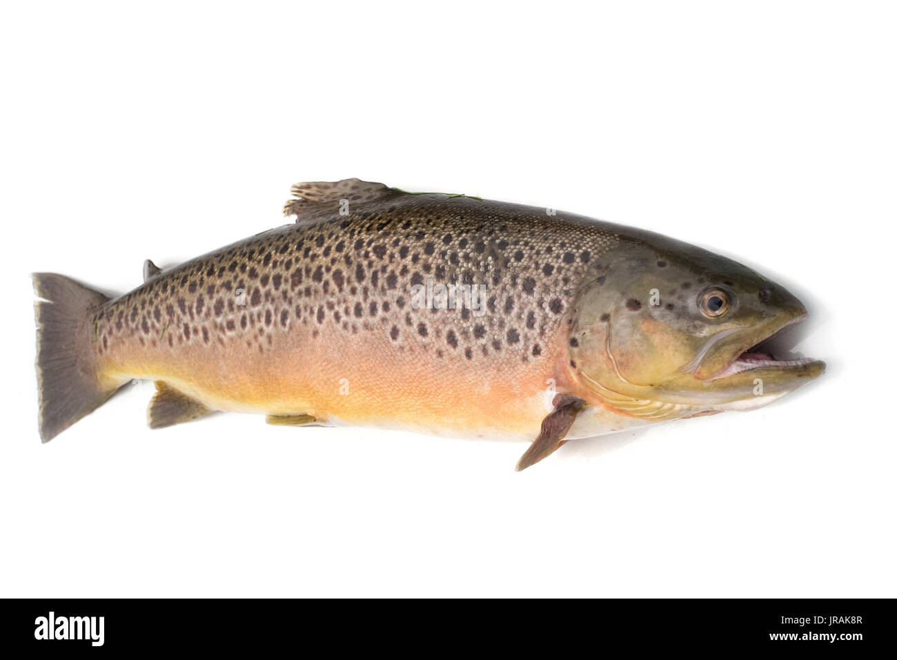 large brown trout (5.2lbs) isolated on a white studio background Stock ...