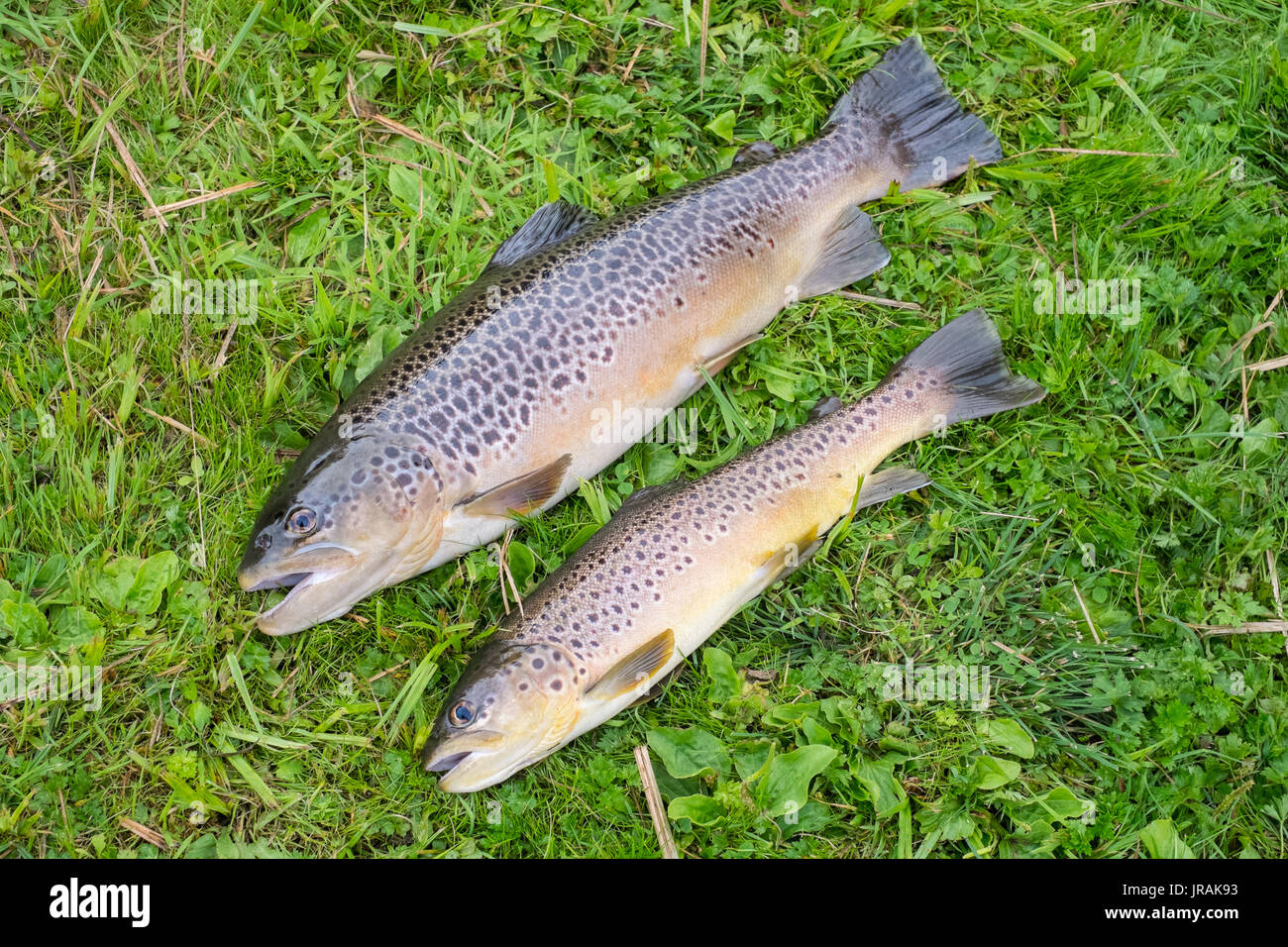 Golden brown fish hi-res stock photography and images - Alamy
