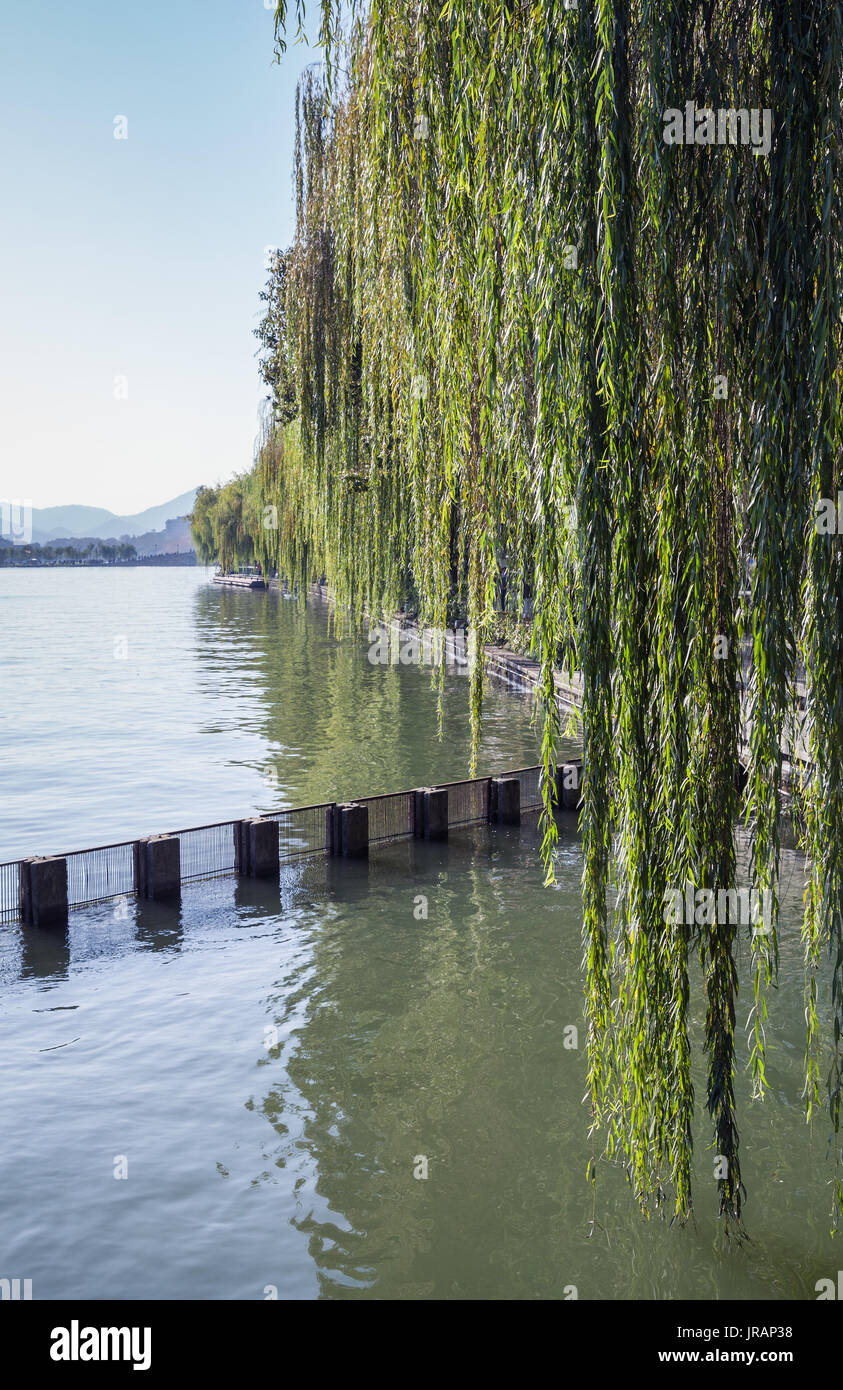 Branches of weeping willow growing on the coast of West Lake.Popular ...