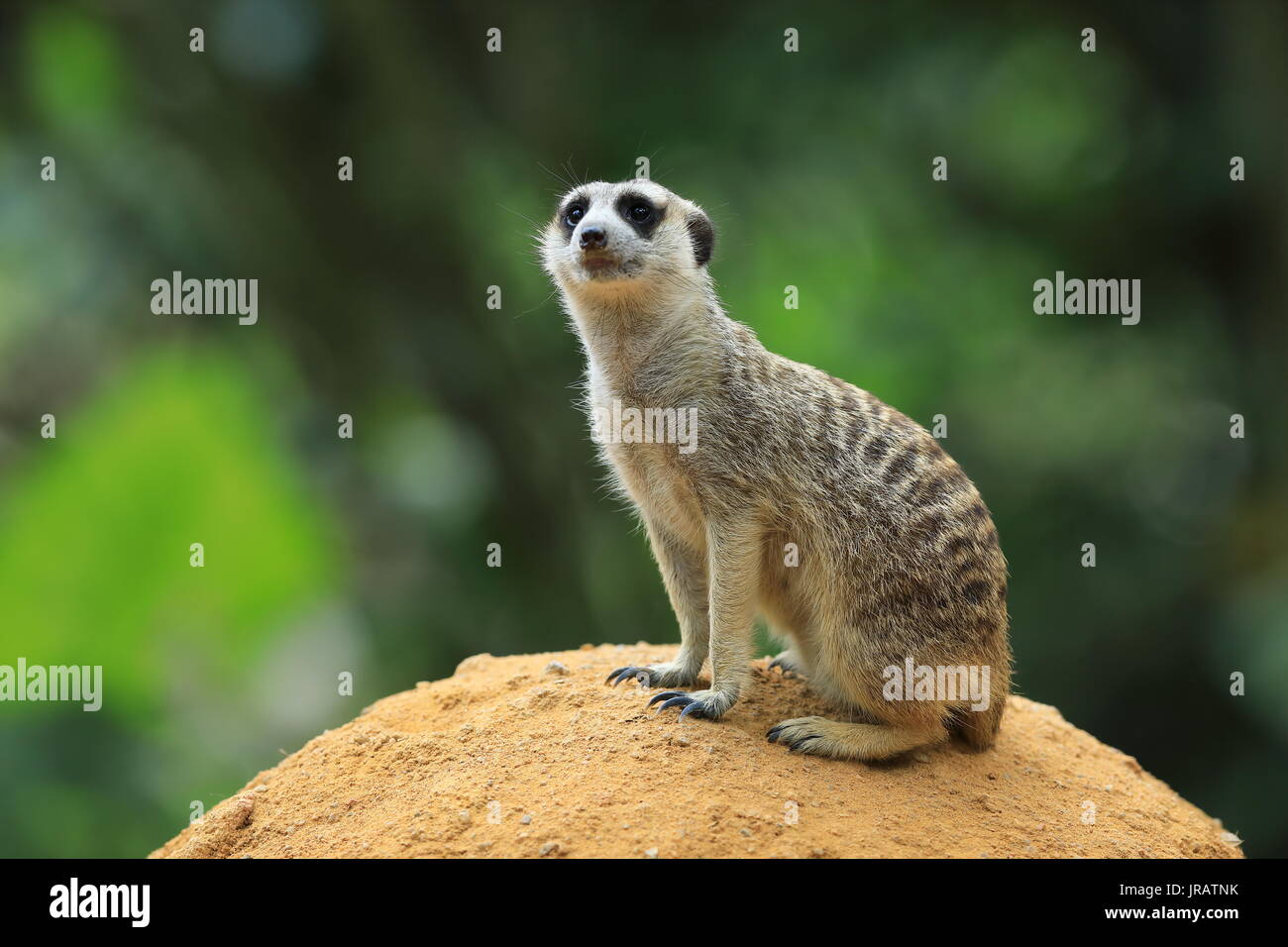 An image of a single meerkat Stock Photo - Alamy