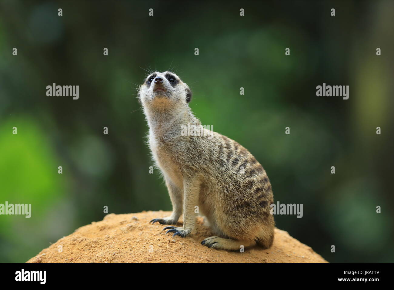 Meerkat image hi-res stock photography and images - Alamy