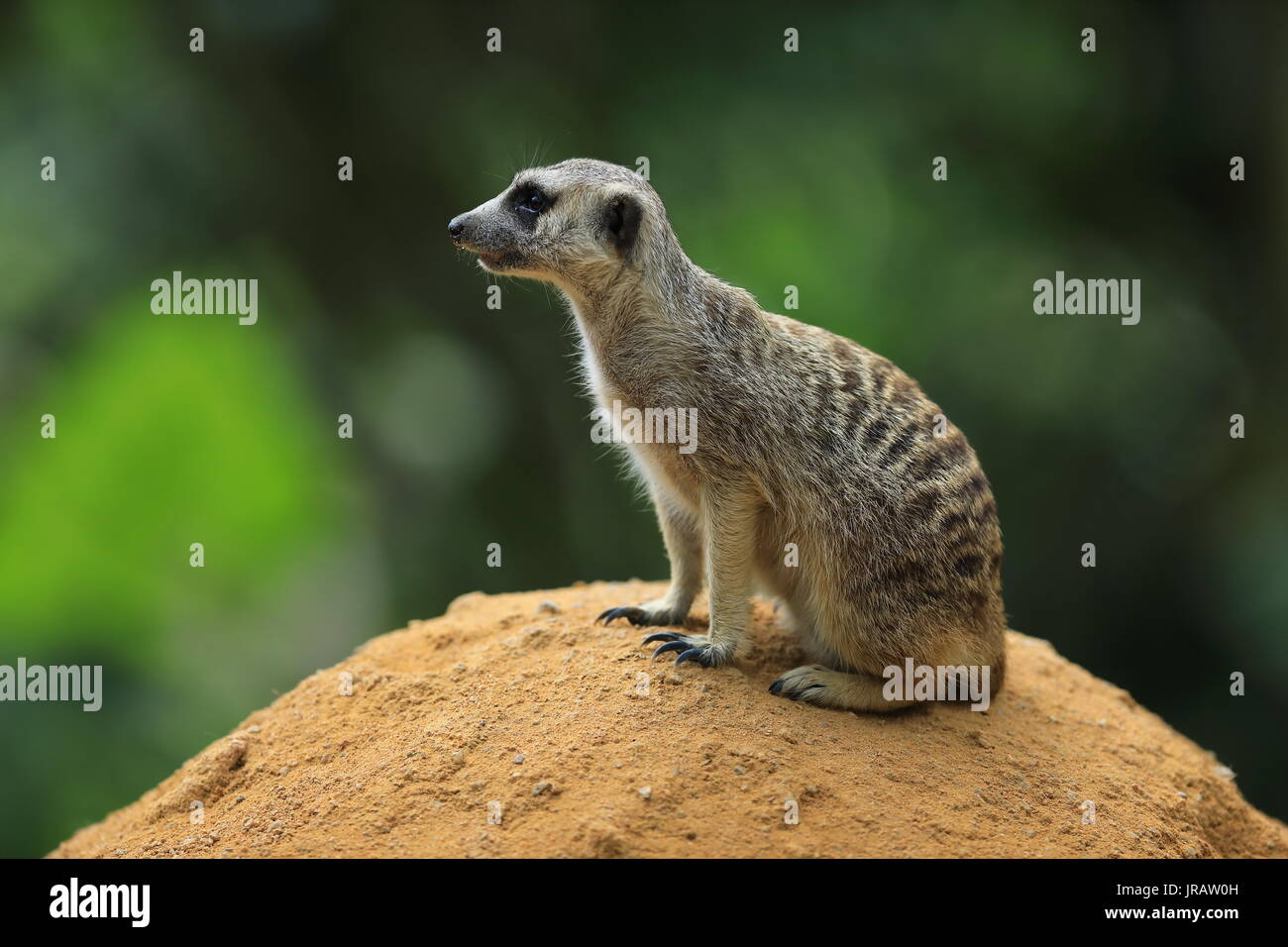 Lone meerkat hi-res stock photography and images - Alamy