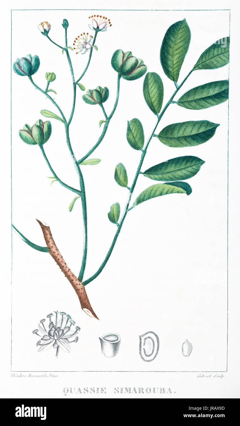 Quassia hi-res stock photography and images - Alamy