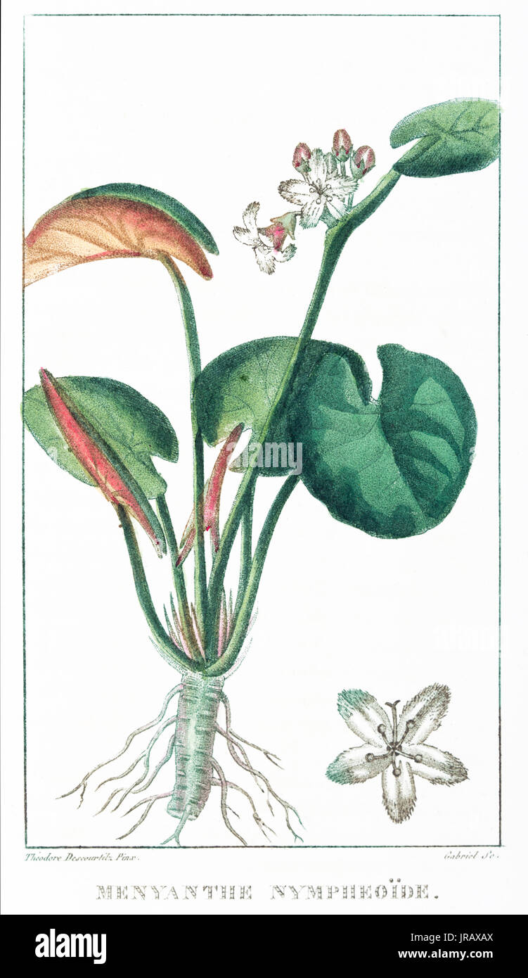 Menyanthes trifoliata botanical illustration hi-res stock photography ...