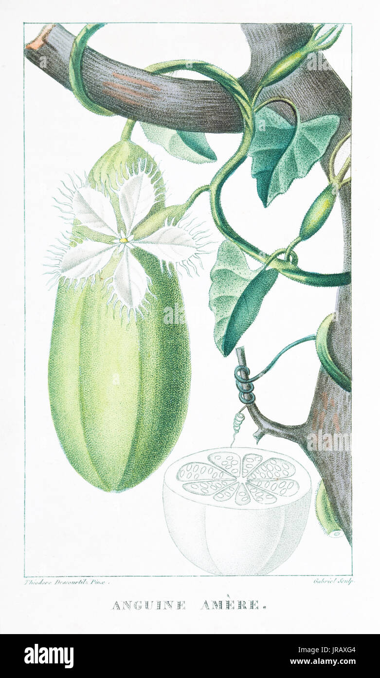Anguine Amere engraving print Stock Photo - Alamy