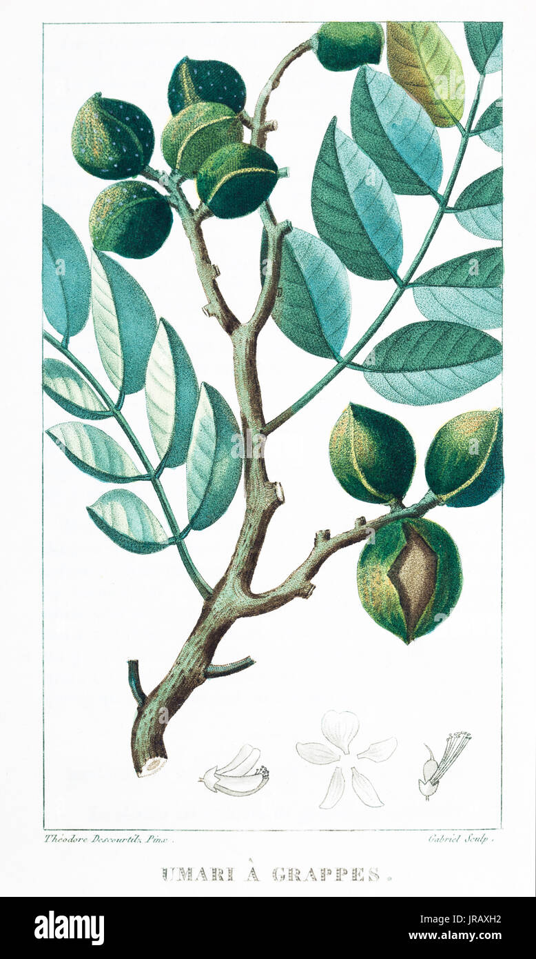 Umari a grappes hi-res stock photography and images - Alamy