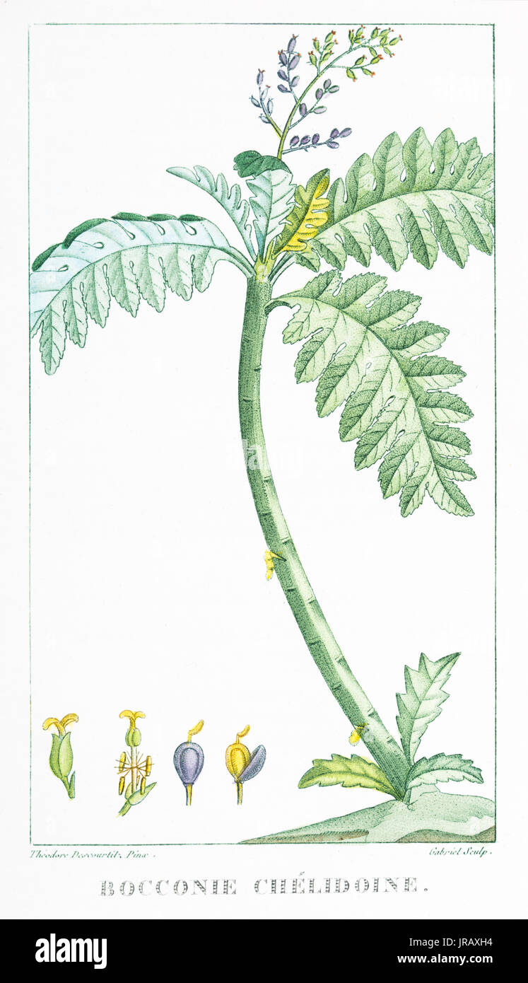 Vintage engraving floral design Cut Out Stock Images & Pictures - Alamy