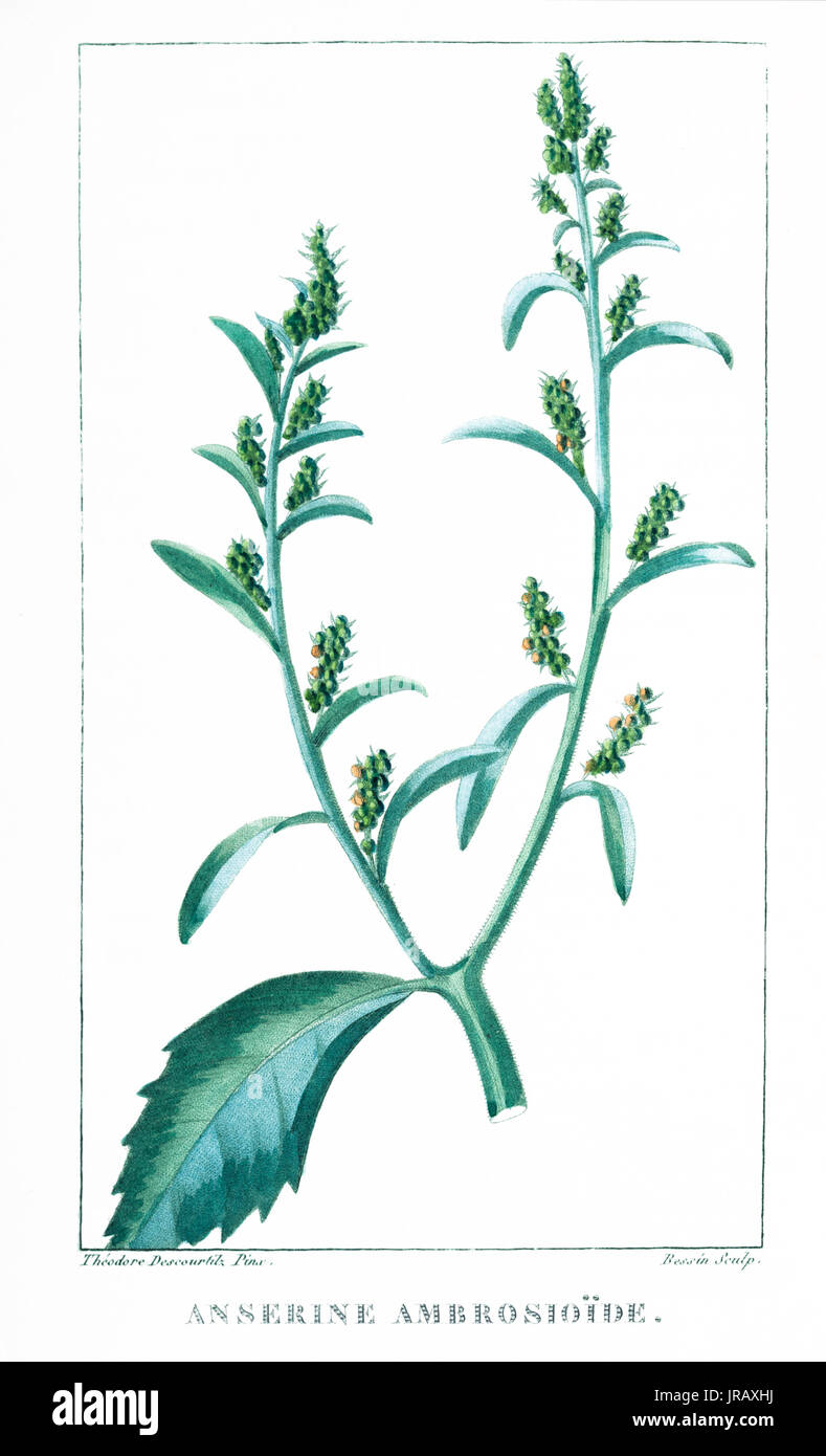 Argentina anserine hi-res stock photography and images - Alamy