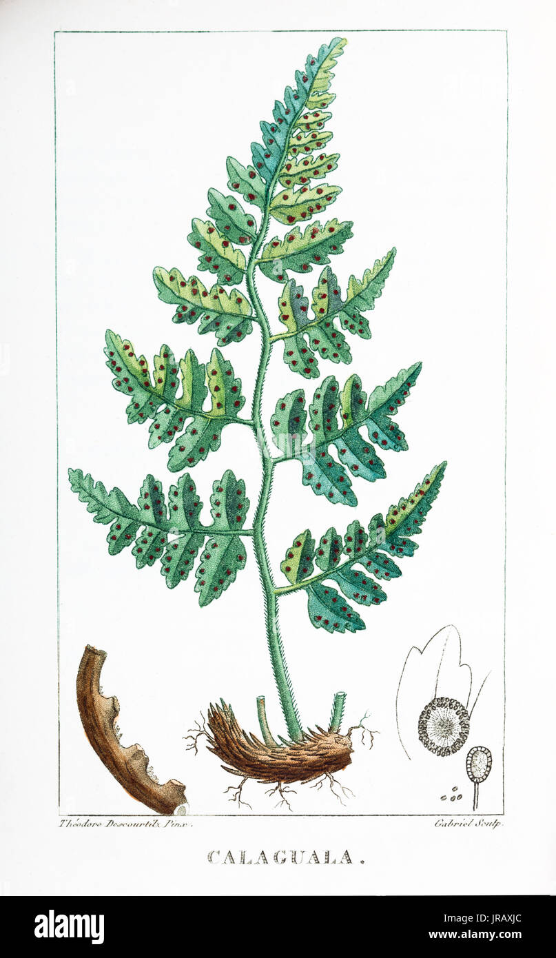 Calaguala engraving color print Stock Photo - Alamy