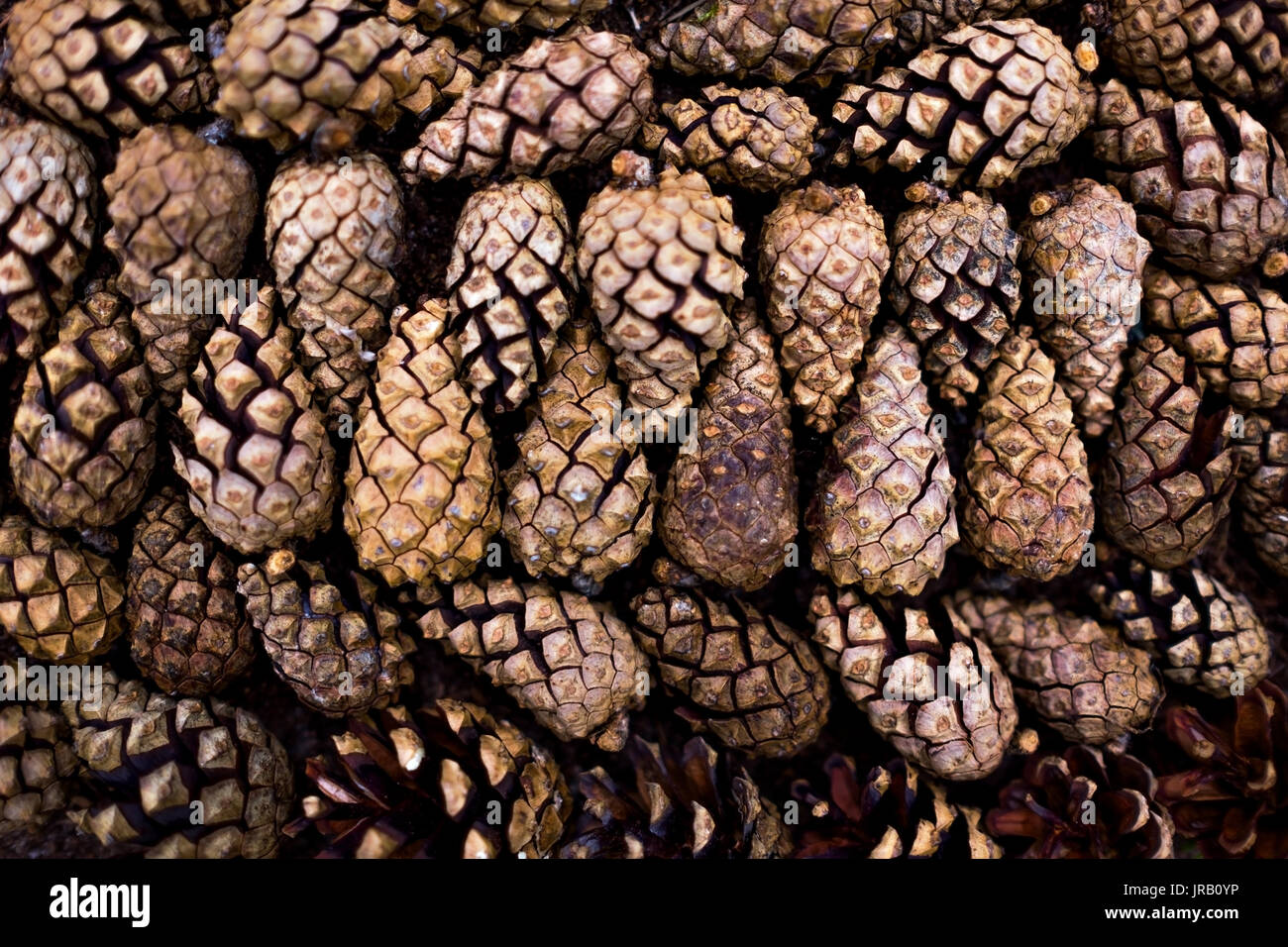 Background of pine cones Stock Photo - Alamy