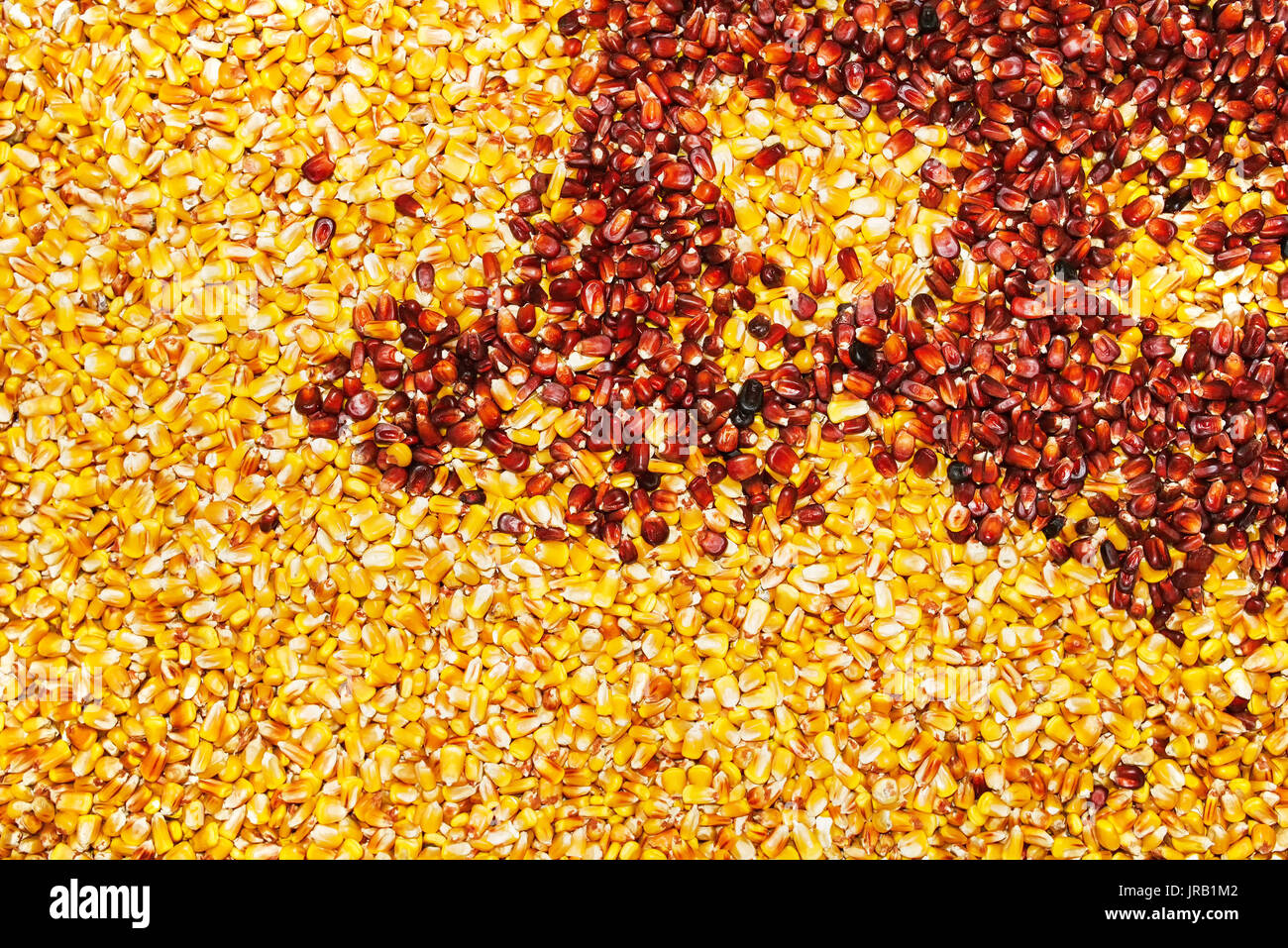 Multi-colored background of corn maize seed, agriculture and farming ...