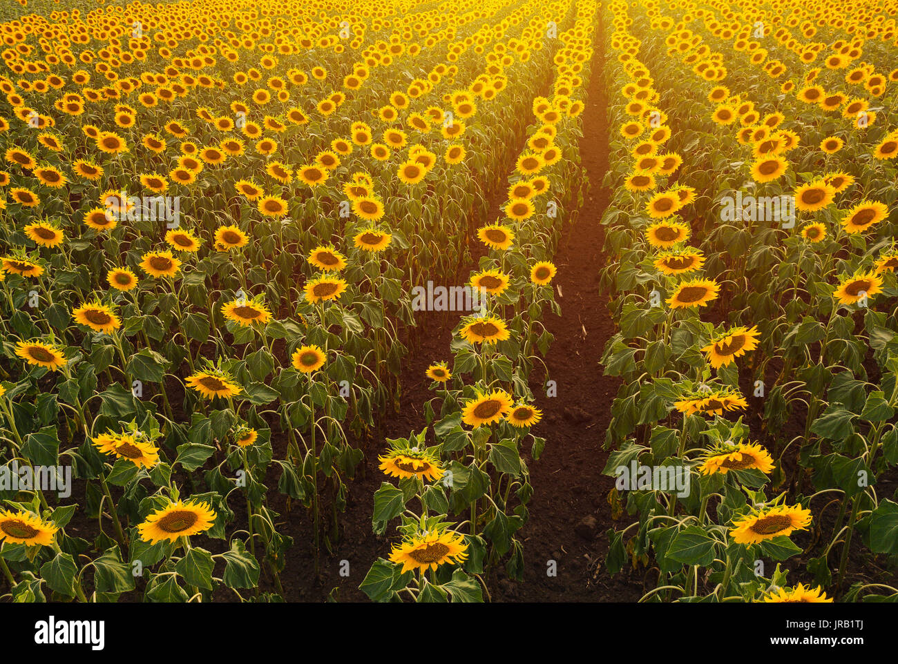 Aerial view of sunflower field in summer sunset, cultivated ...