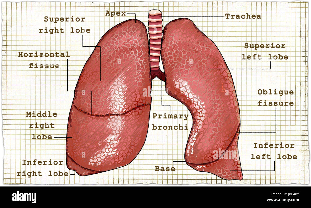Lungs Anatomy High Resolution Stock Photography and Images - Alamy