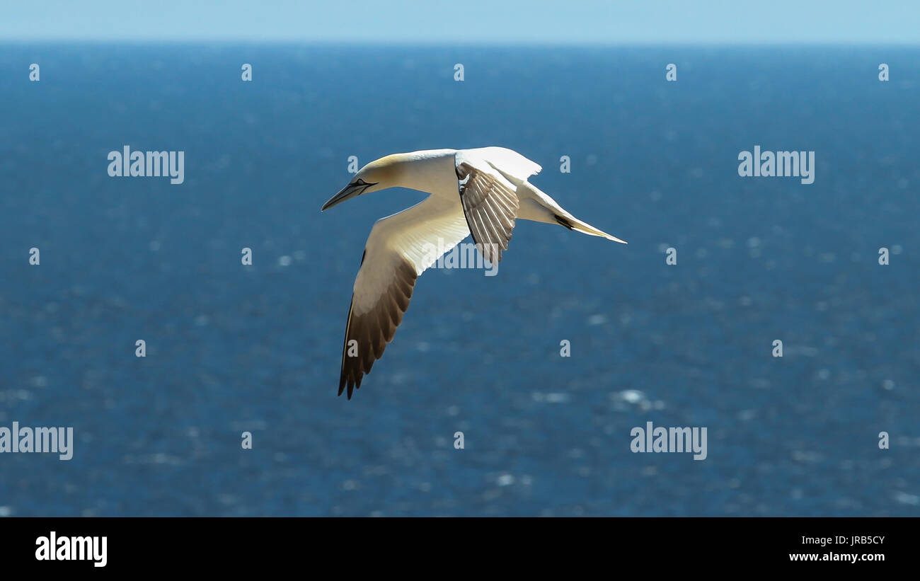Basanus hi-res stock photography and images - Alamy