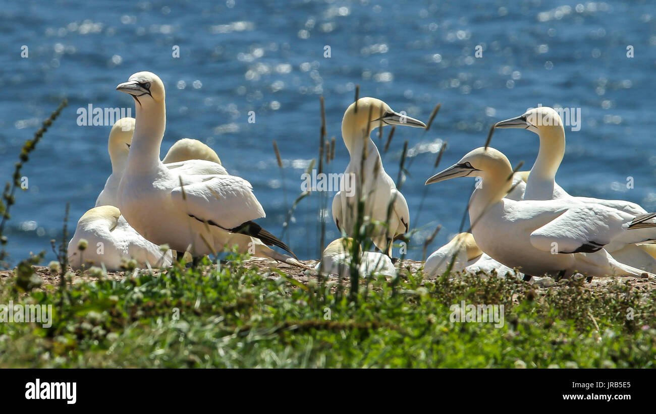 Alcatraz Comun High Resolution Stock Photography and Images - Alamy