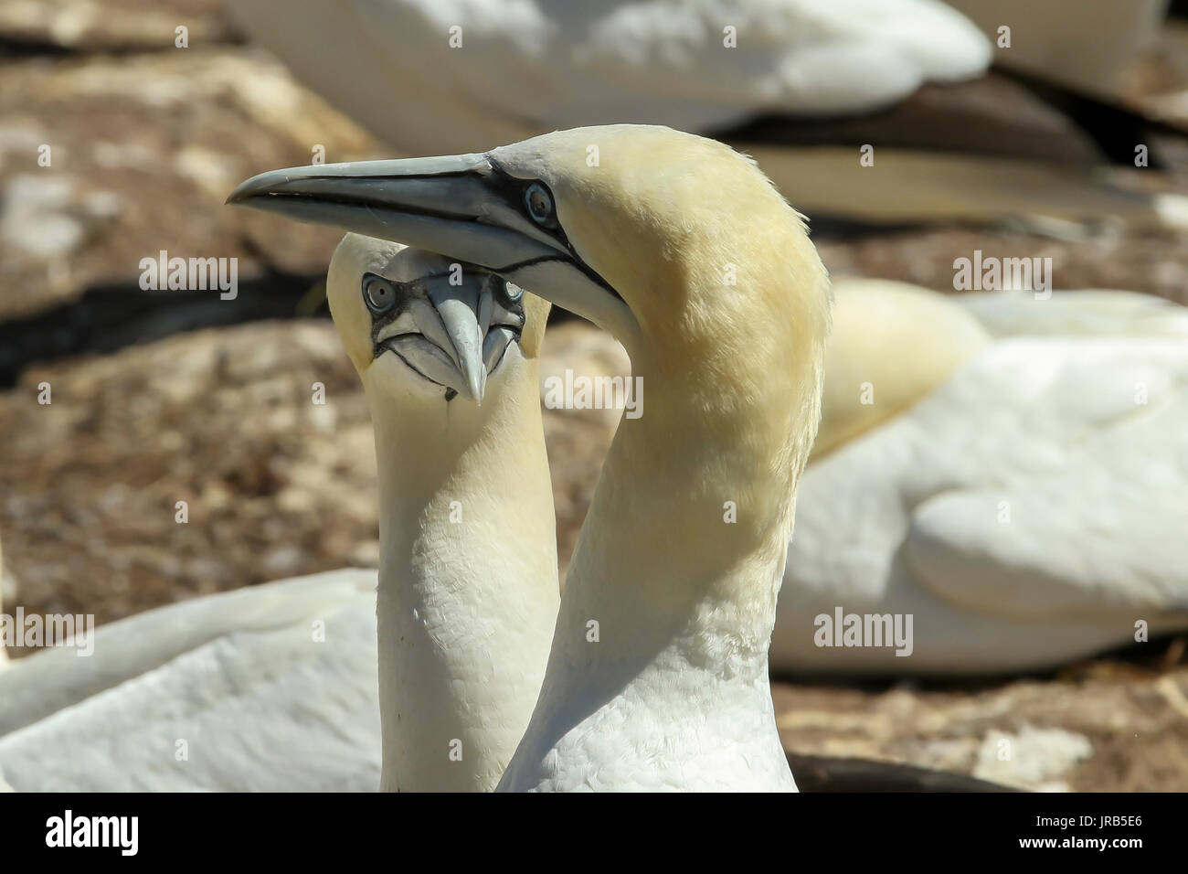Alcatraz Comun High Resolution Stock Photography and Images - Alamy