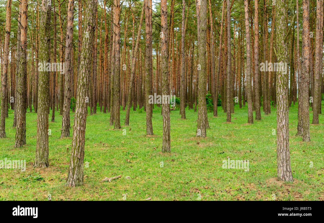 Pine tree trunks in a forest. Green grass on the ground. Plenty of ...
