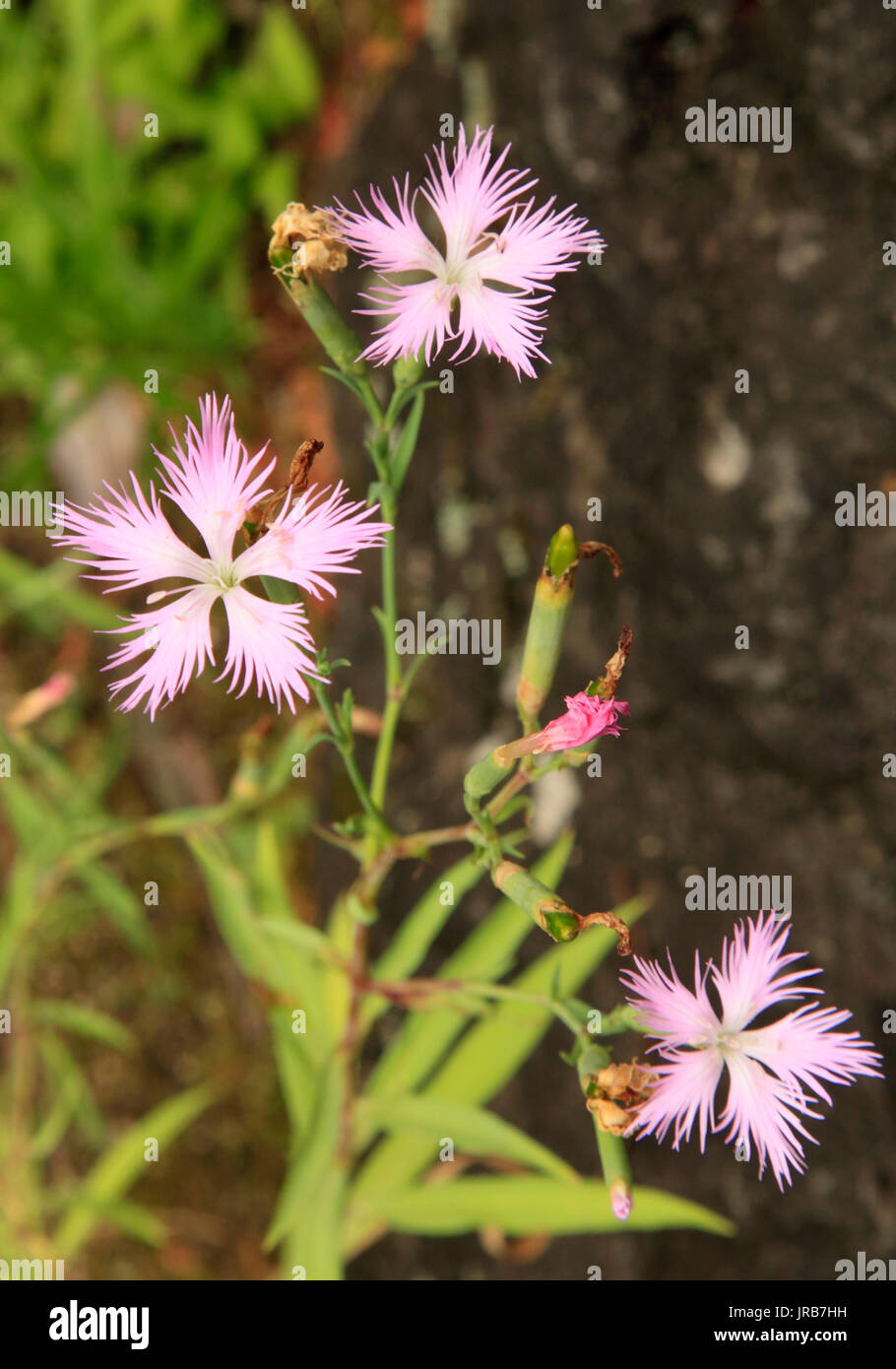Japan, Hyogo, Himeji, Kokoen Garden, flowers Stock Photo - Alamy