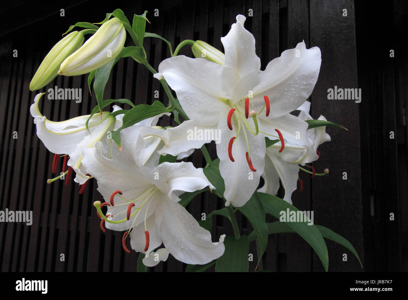 Japan, Kyoto, flowers Stock Photo - Alamy