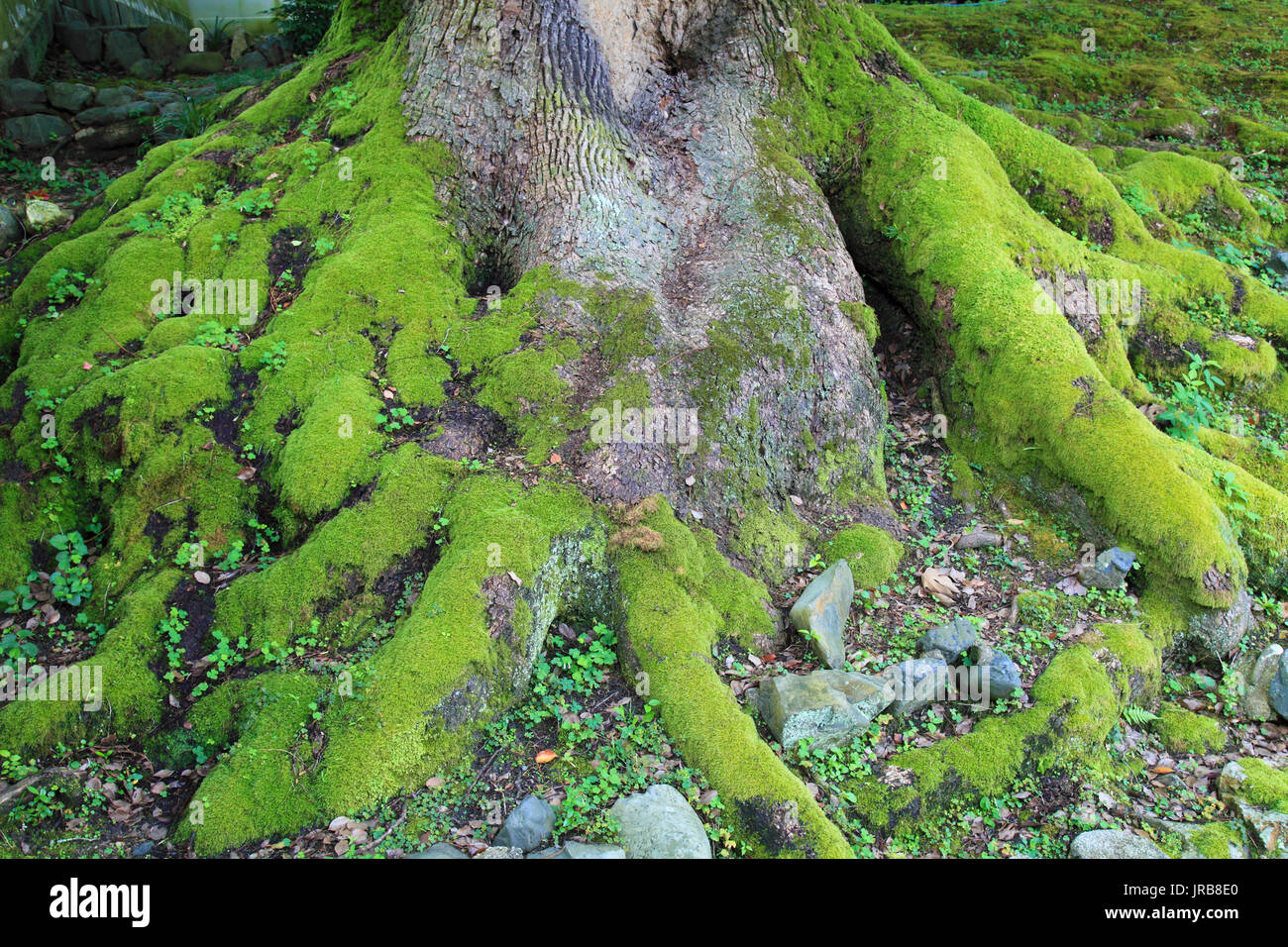 Japan, Kyoto, moss, tree roots Stock Photo - Alamy