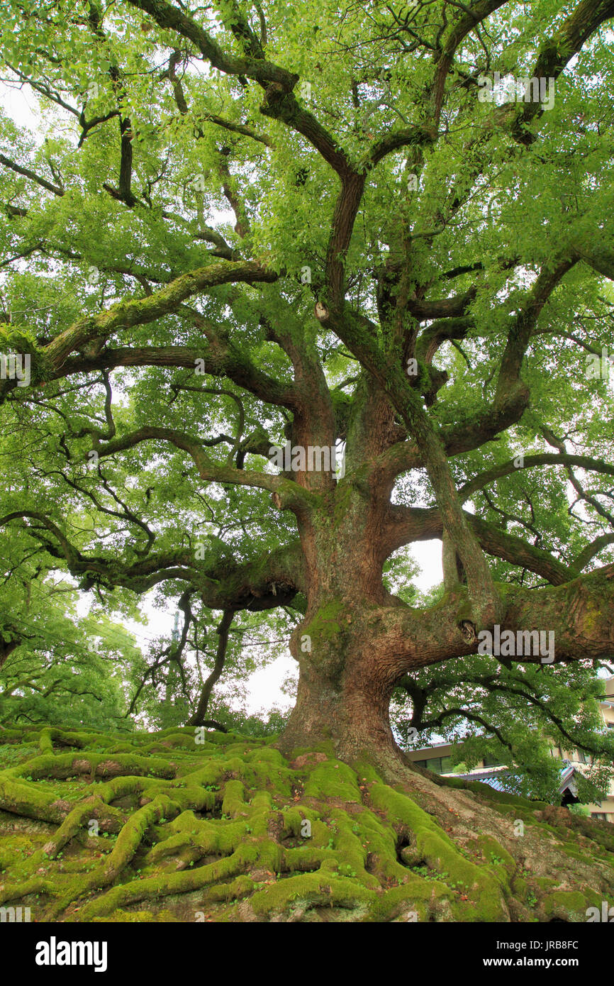 Old tree roots hi-res stock photography and images - Alamy