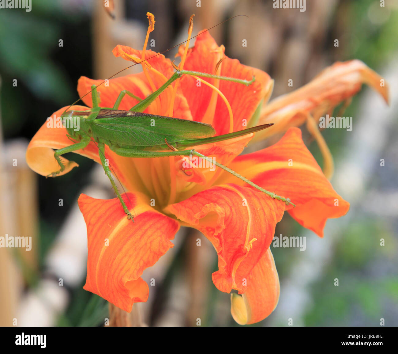 Japan, Kyoto, flower, grasshopper Stock Photo - Alamy