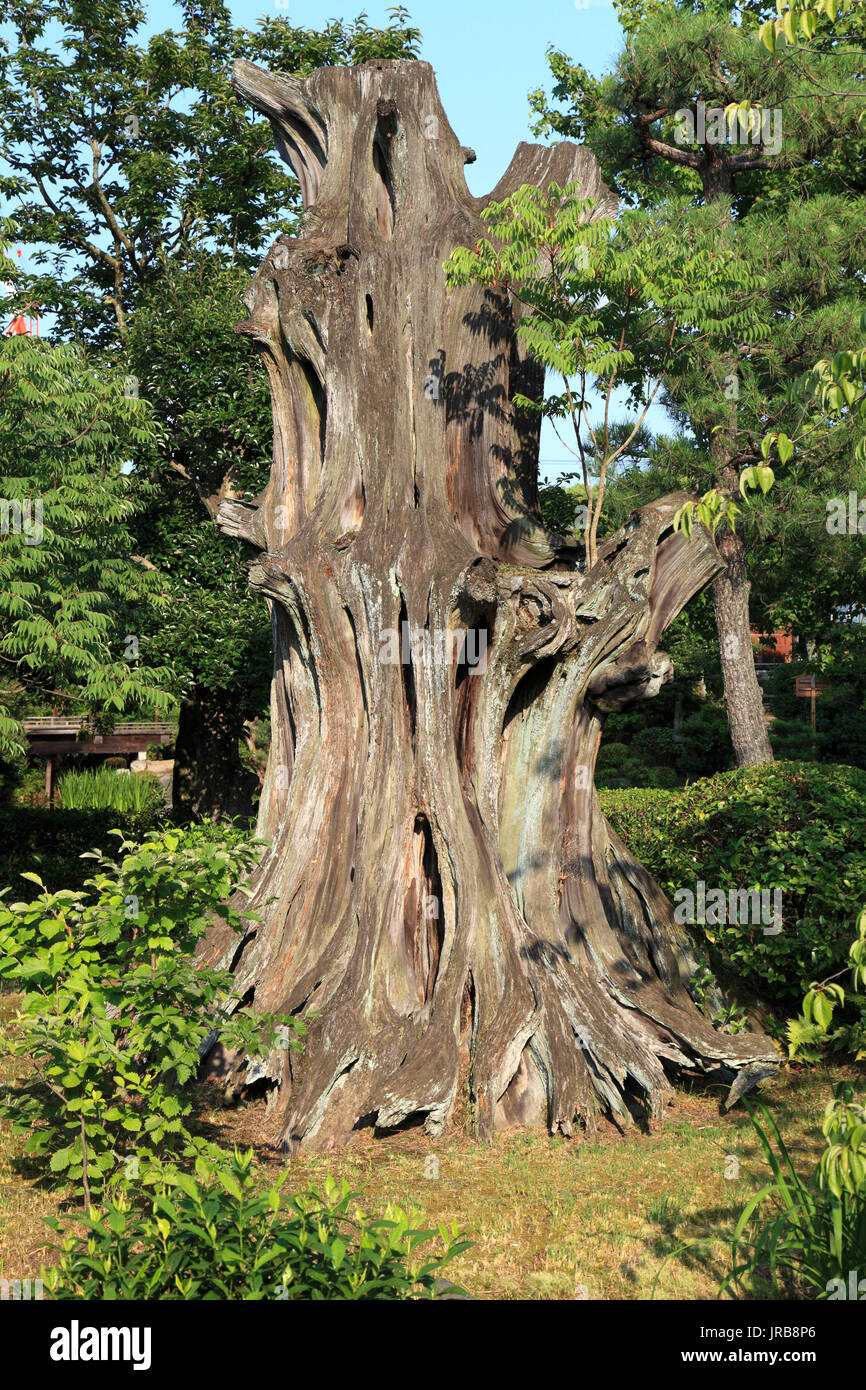 Garden of tree hi-res stock photography and images - Alamy