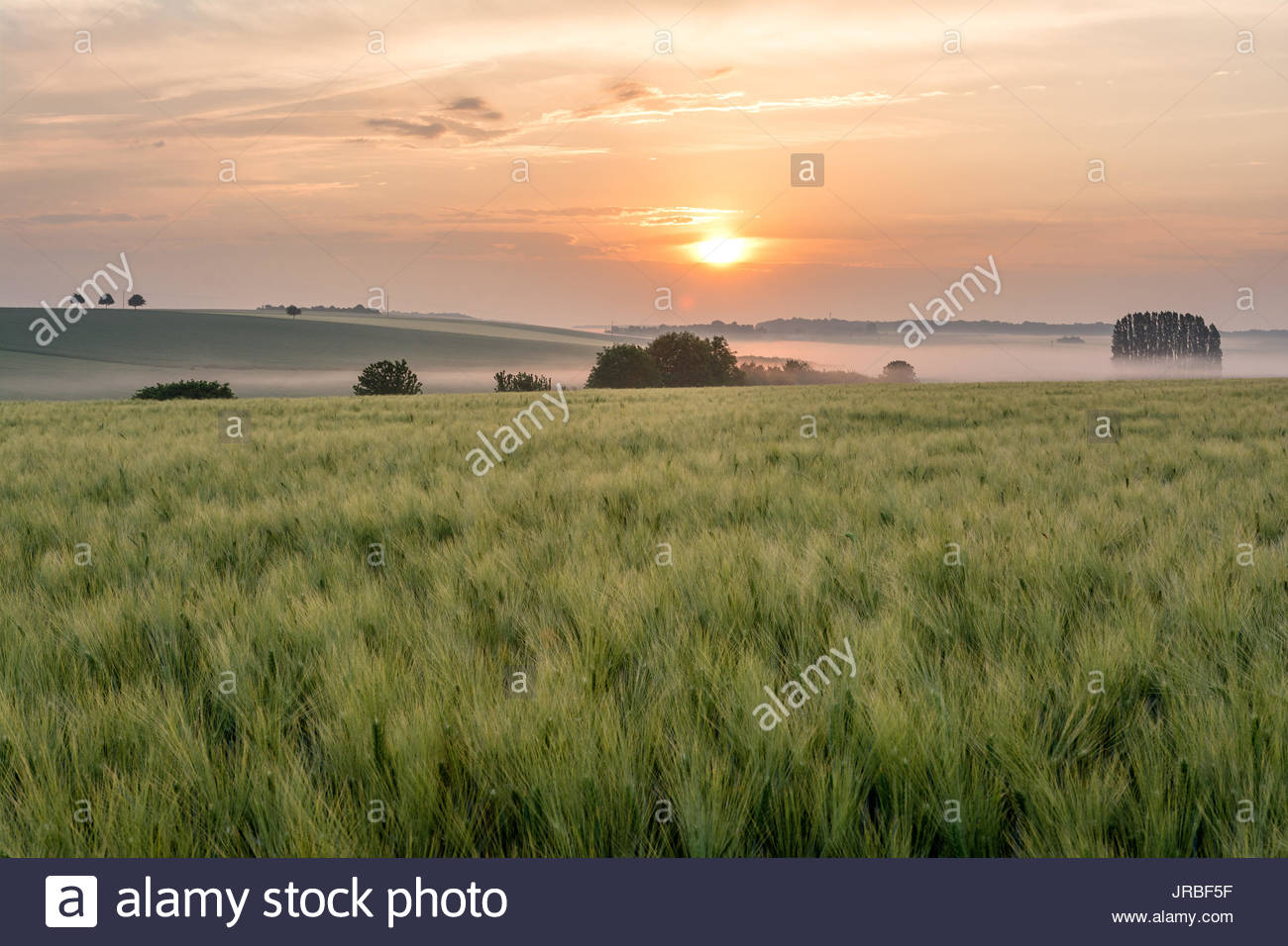 French Wheat Stock Photos & French Wheat Stock Images - Alamy