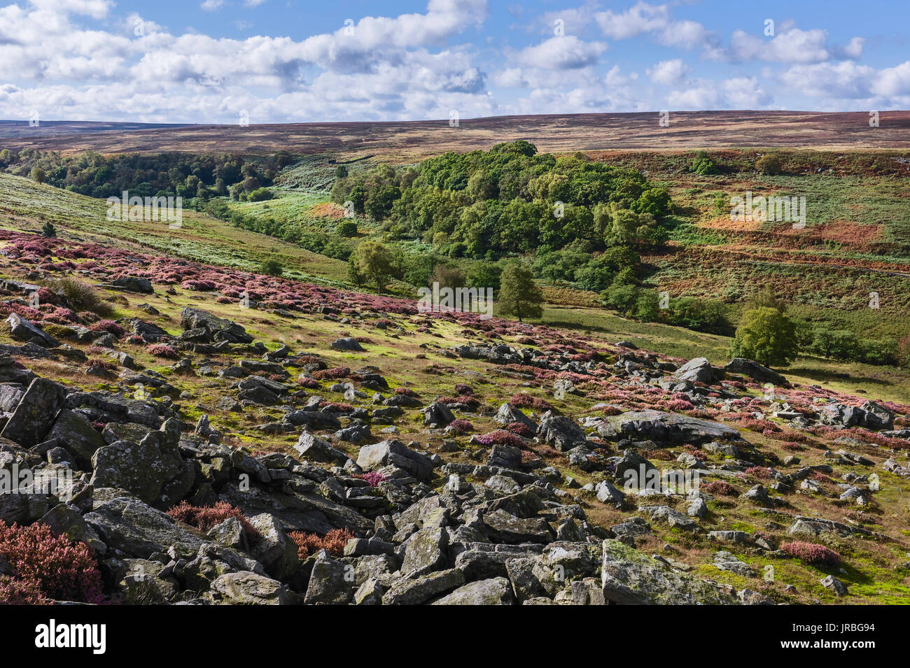 Heather in bloom in North York Moors flanked by farmland and trees on a ...
