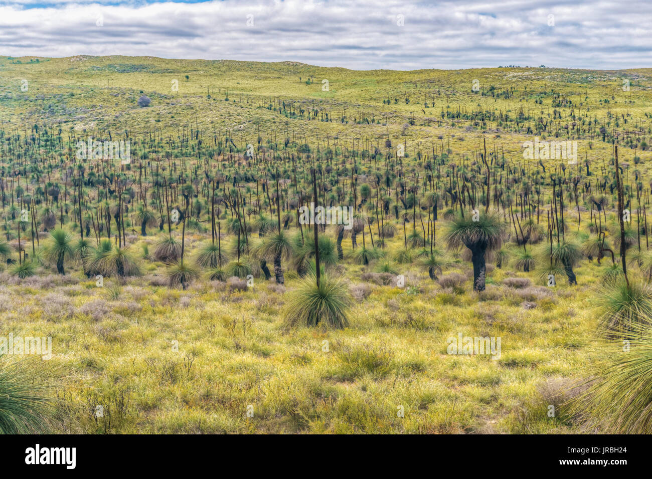 Native grasstree hi-res stock photography and images - Alamy