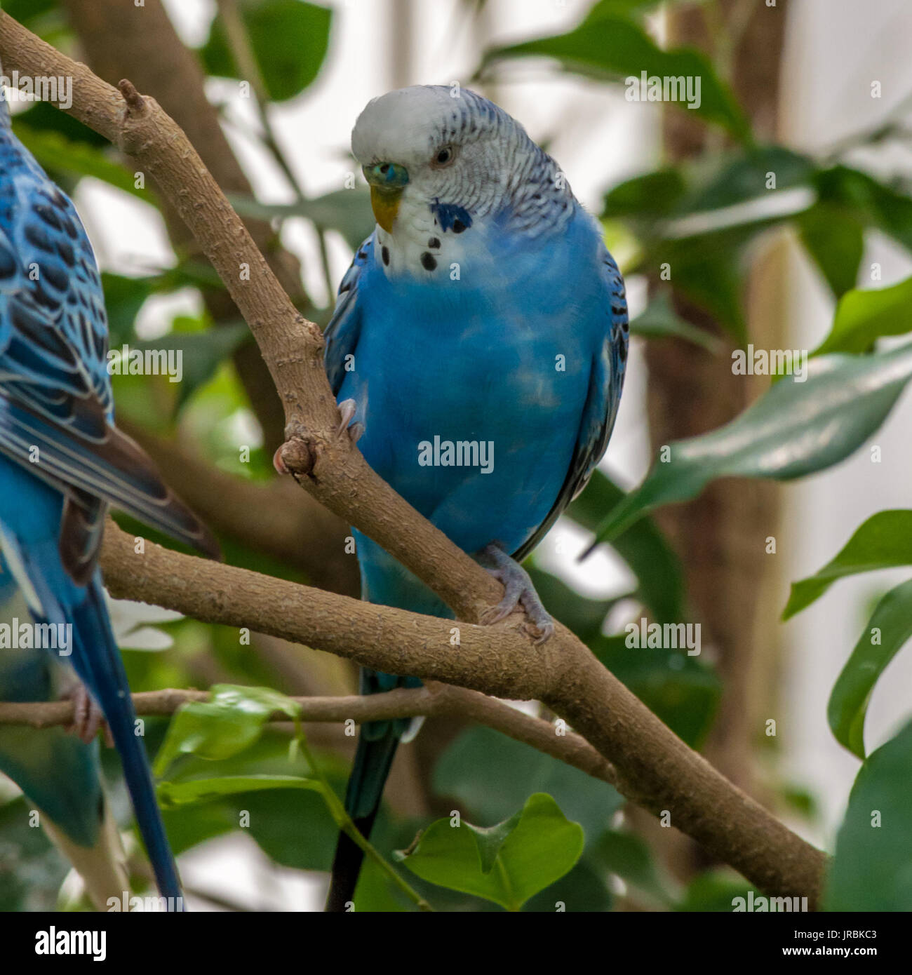 Small white and blue parrot in a garden Stock Photo - Alamy