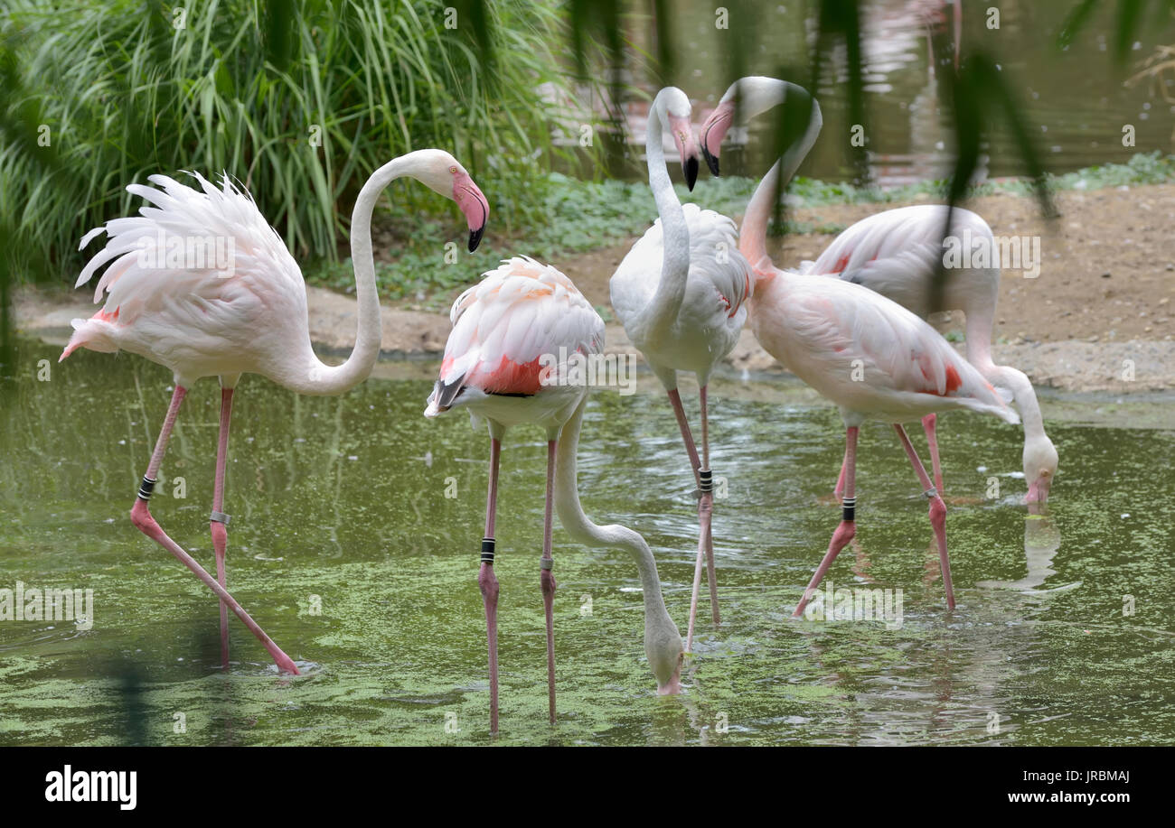 Pink Flamingos birds in lake Stock Photo - Alamy