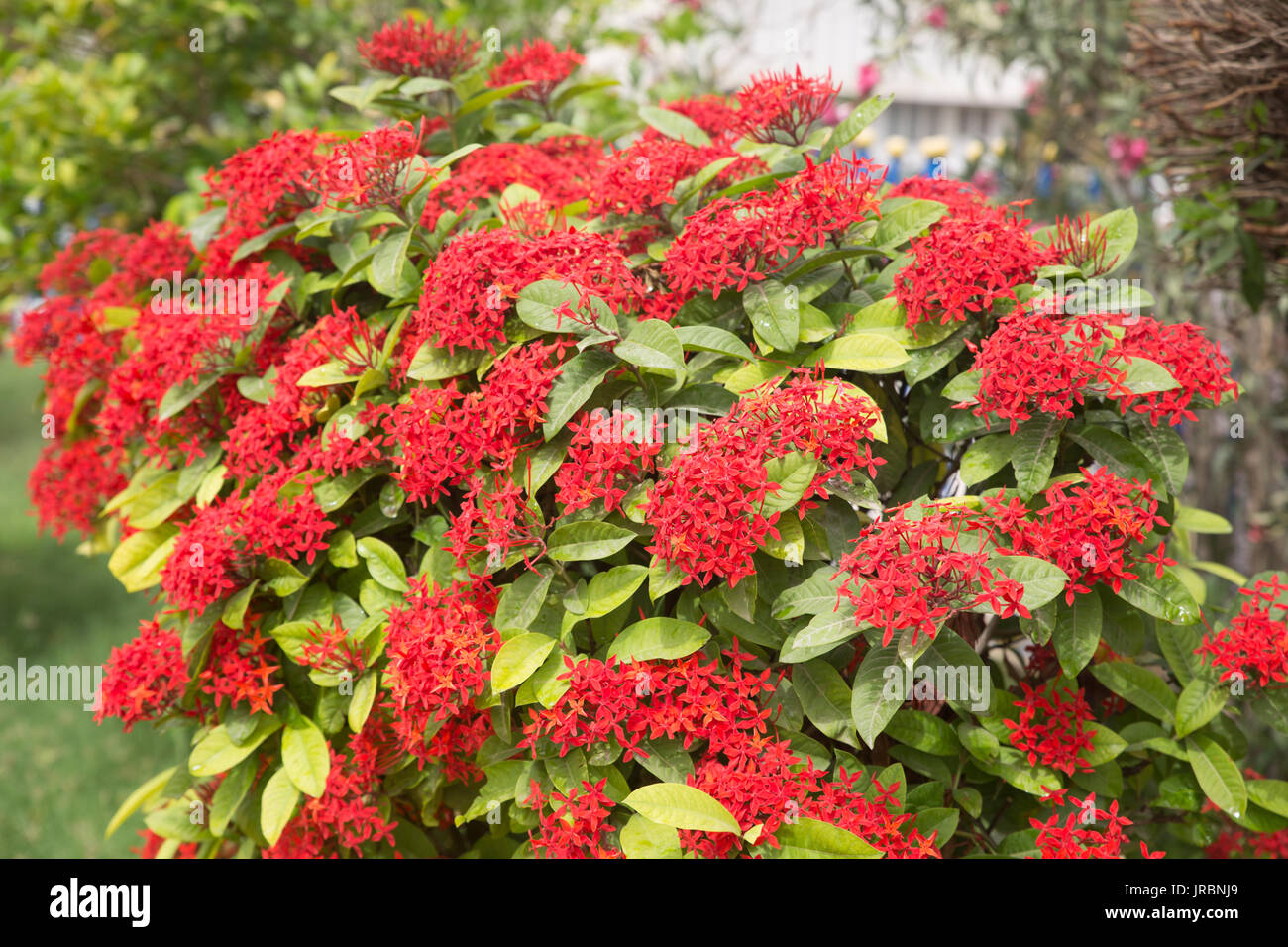 Flowers capture hi-res stock photography and images - Alamy