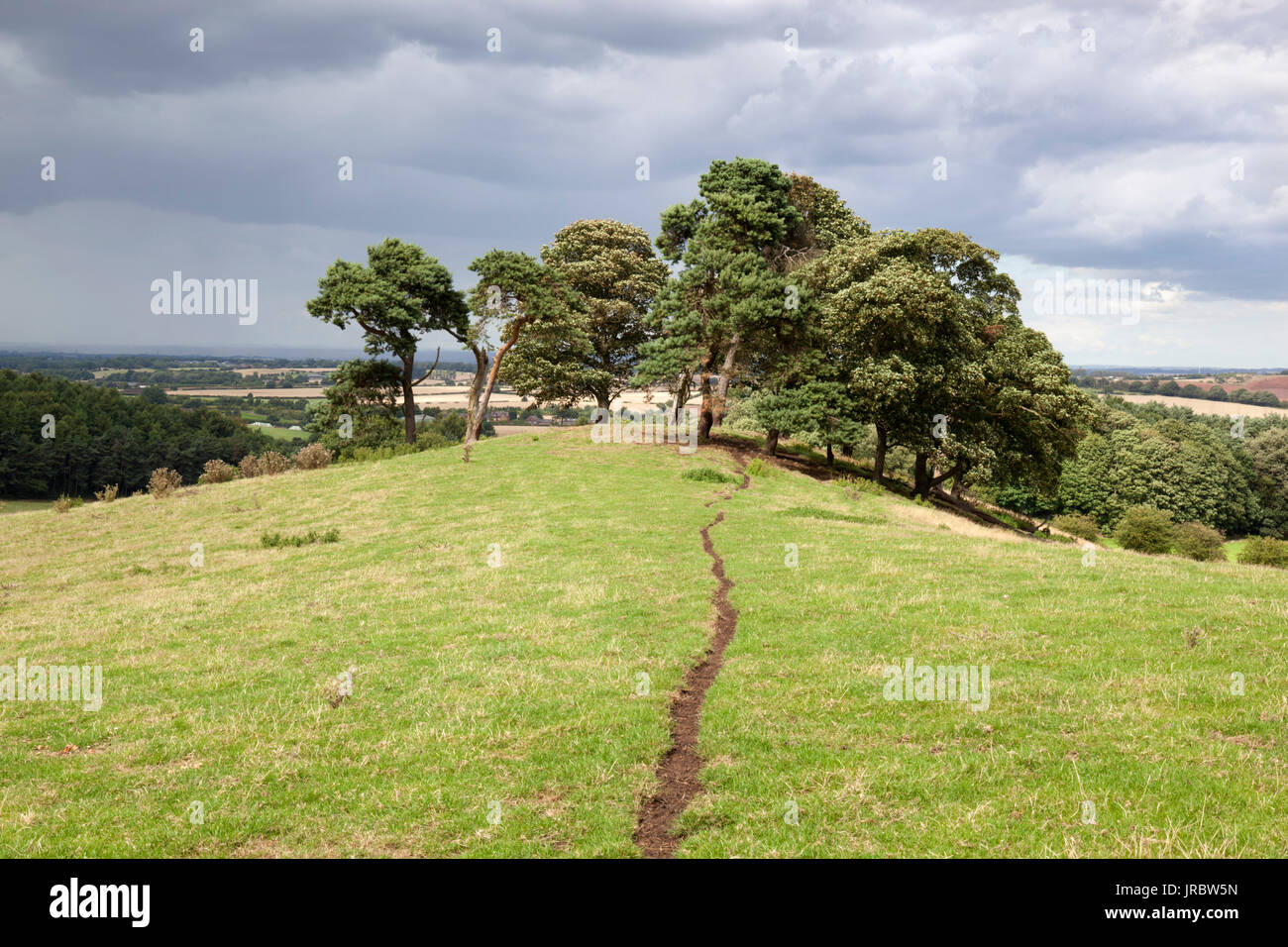 Clump of trees hi-res stock photography and images - Alamy