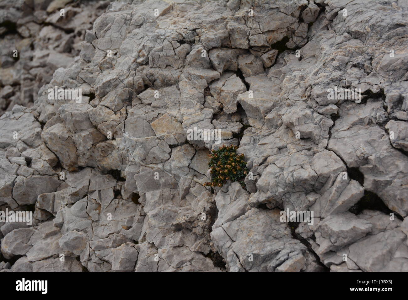Life among the rocks Stock Photo - Alamy