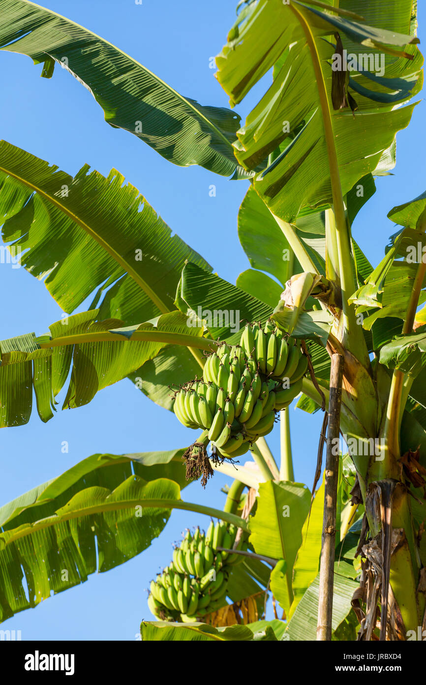 Single Banana Tree Images
