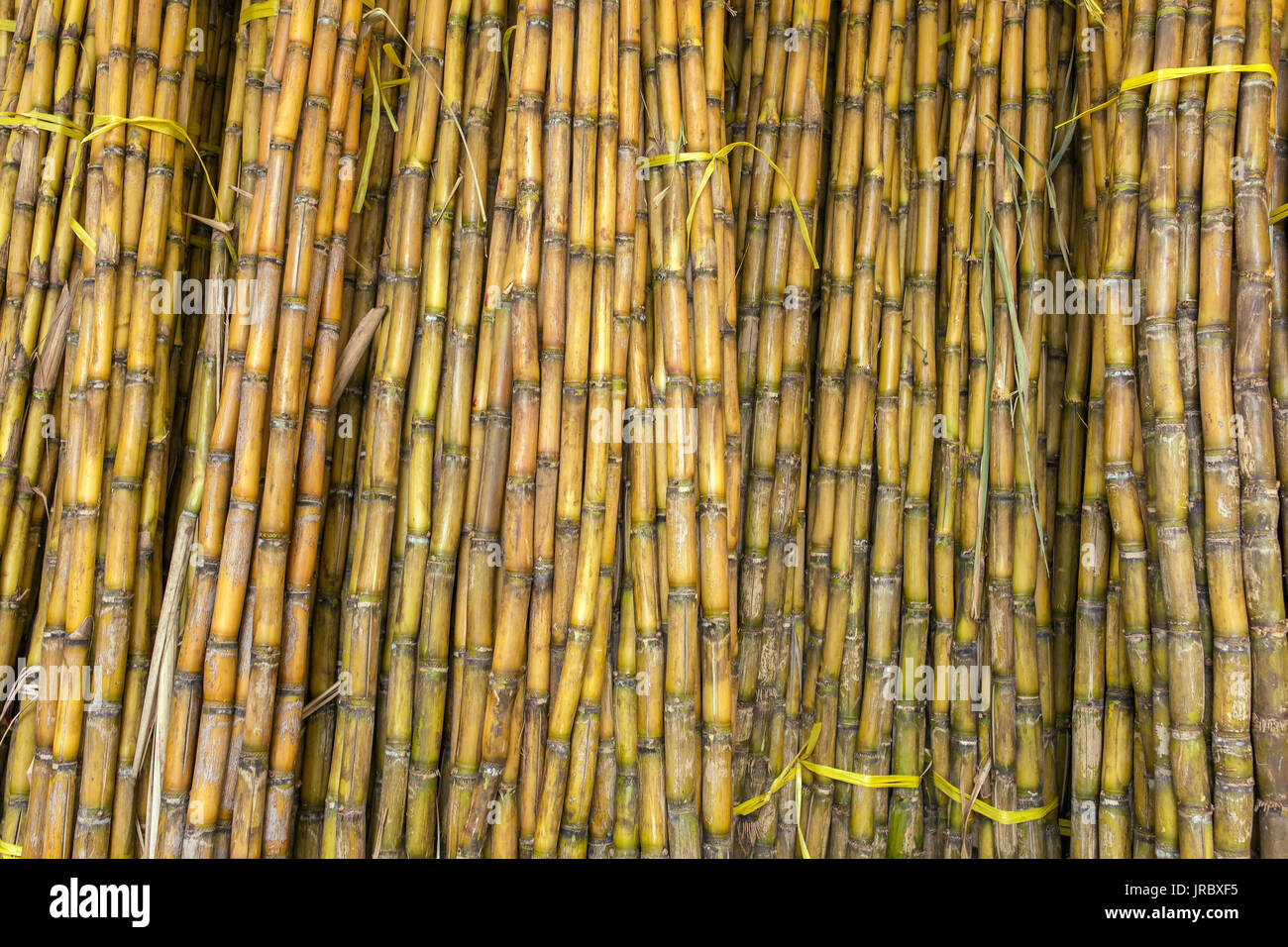 Sugarcane sugar cane farming hi-res stock photography and images - Alamy