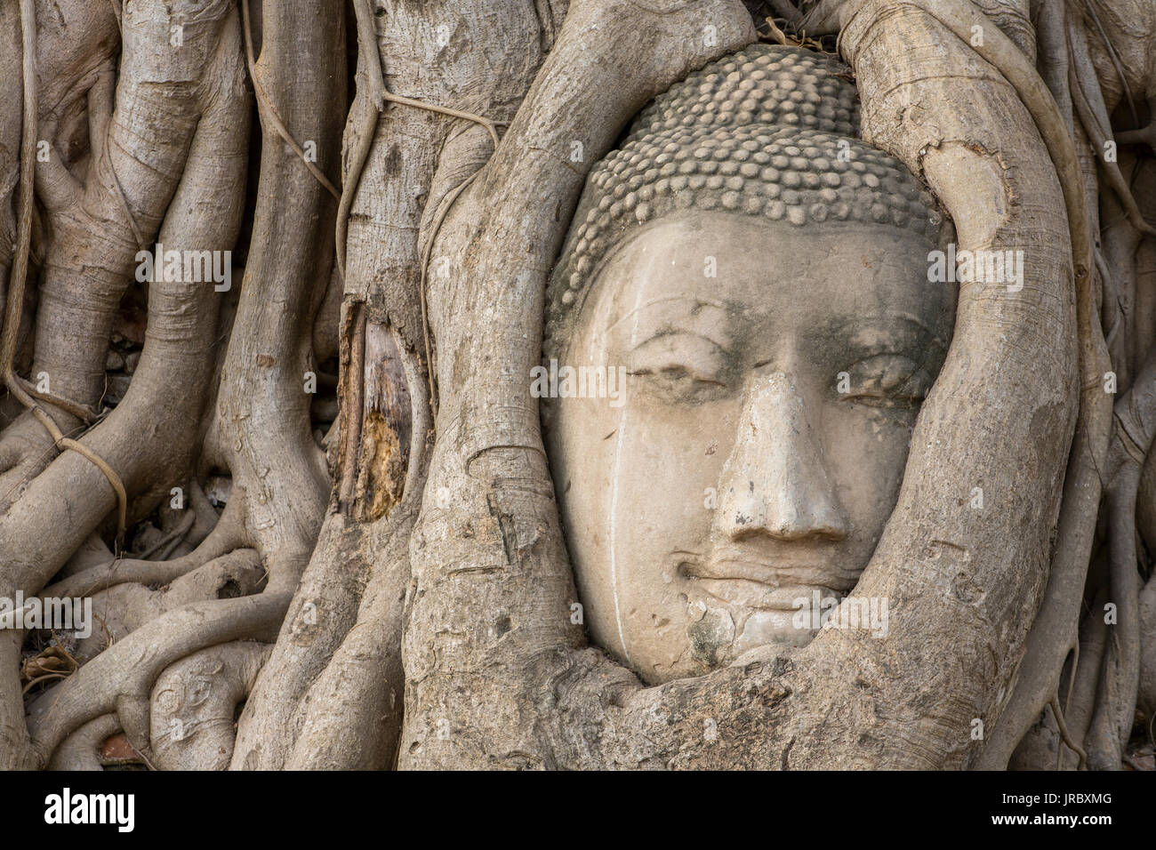 Buddha Head in Tree Roots in Wat Mahathat , Ayuthaya , Thailand Stock ...