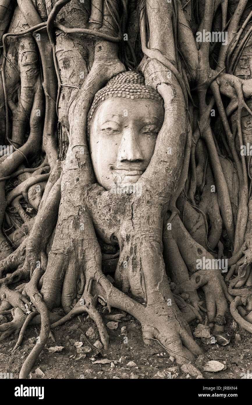 Buddha Head in Tree Roots in Wat Mahathat , Ayuthaya , Thailand. Black ...