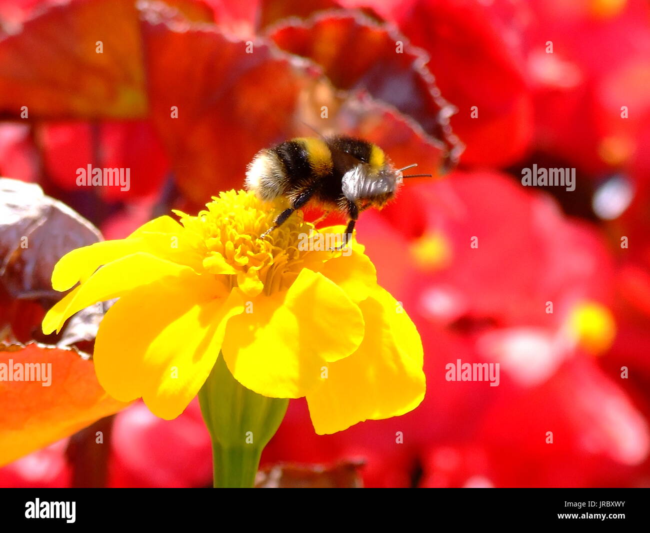 Bumble Bee Lift Off Stock Photo - Alamy