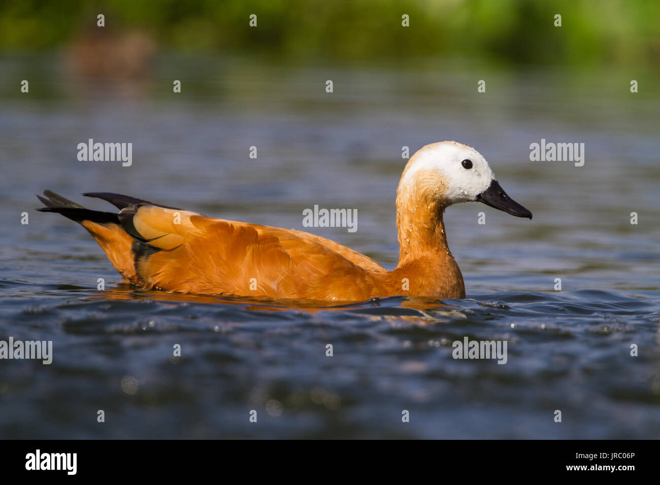 Shelduck tadorna feeding in hi-res stock photography and images - Alamy