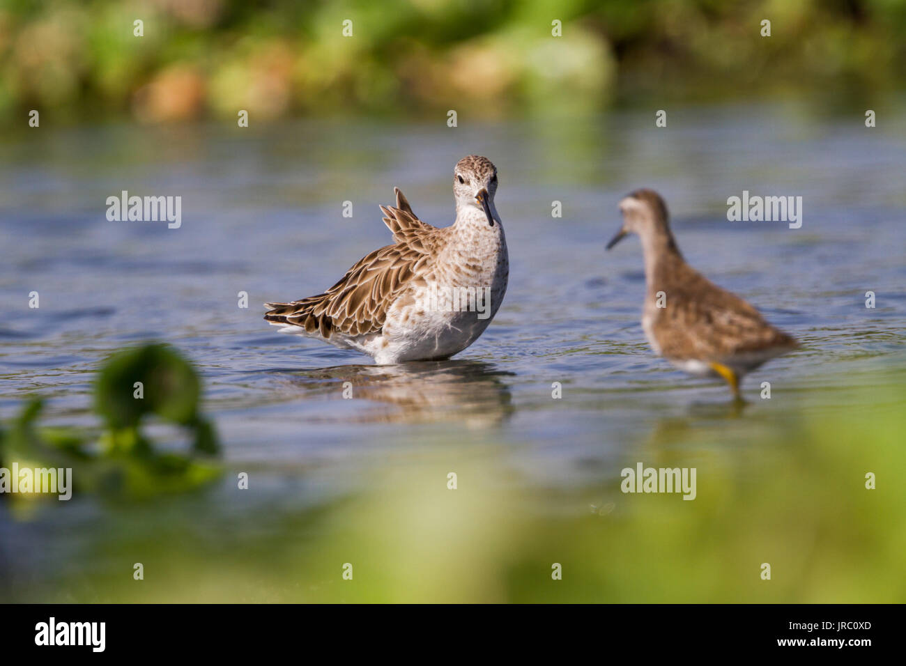 Ruff in water hi-res stock photography and images - Alamy
